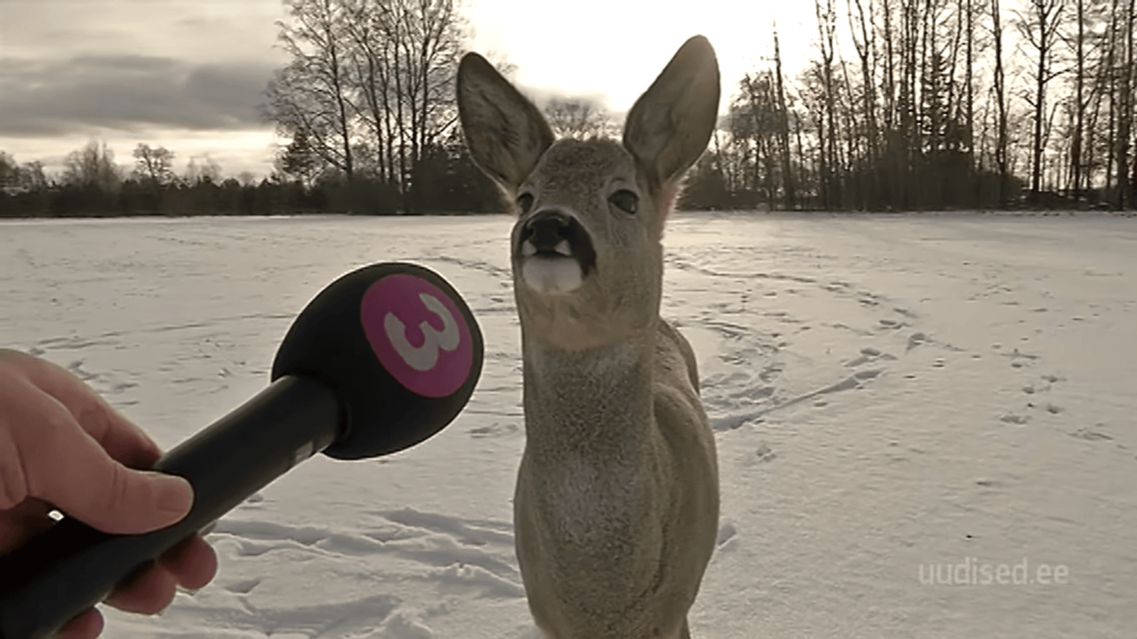Watch Estonian Deer Interview Video Meme & Backstory - ShowPositivity