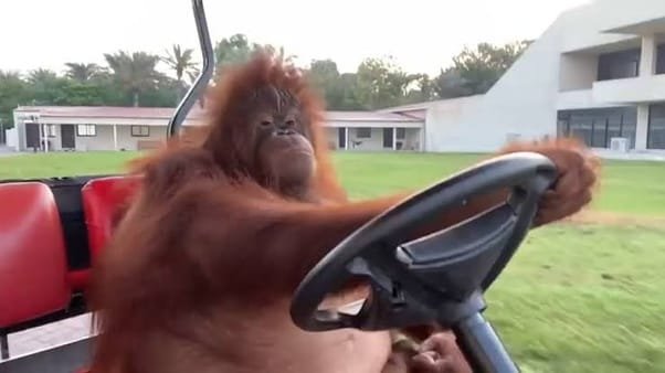 Watch Orangutan Driving Golf Cart Video - ShowPositivity